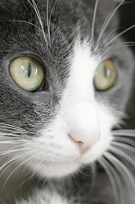 THE PENNSYLVANIA SPCA - Updated June 2026 - 31 Photos & 111 Reviews ...