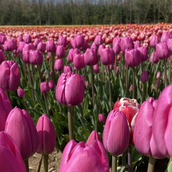JP NIAGARA TULIP EXPERIENCE - Updated December 2025 - 34 Photos - 1934 ...