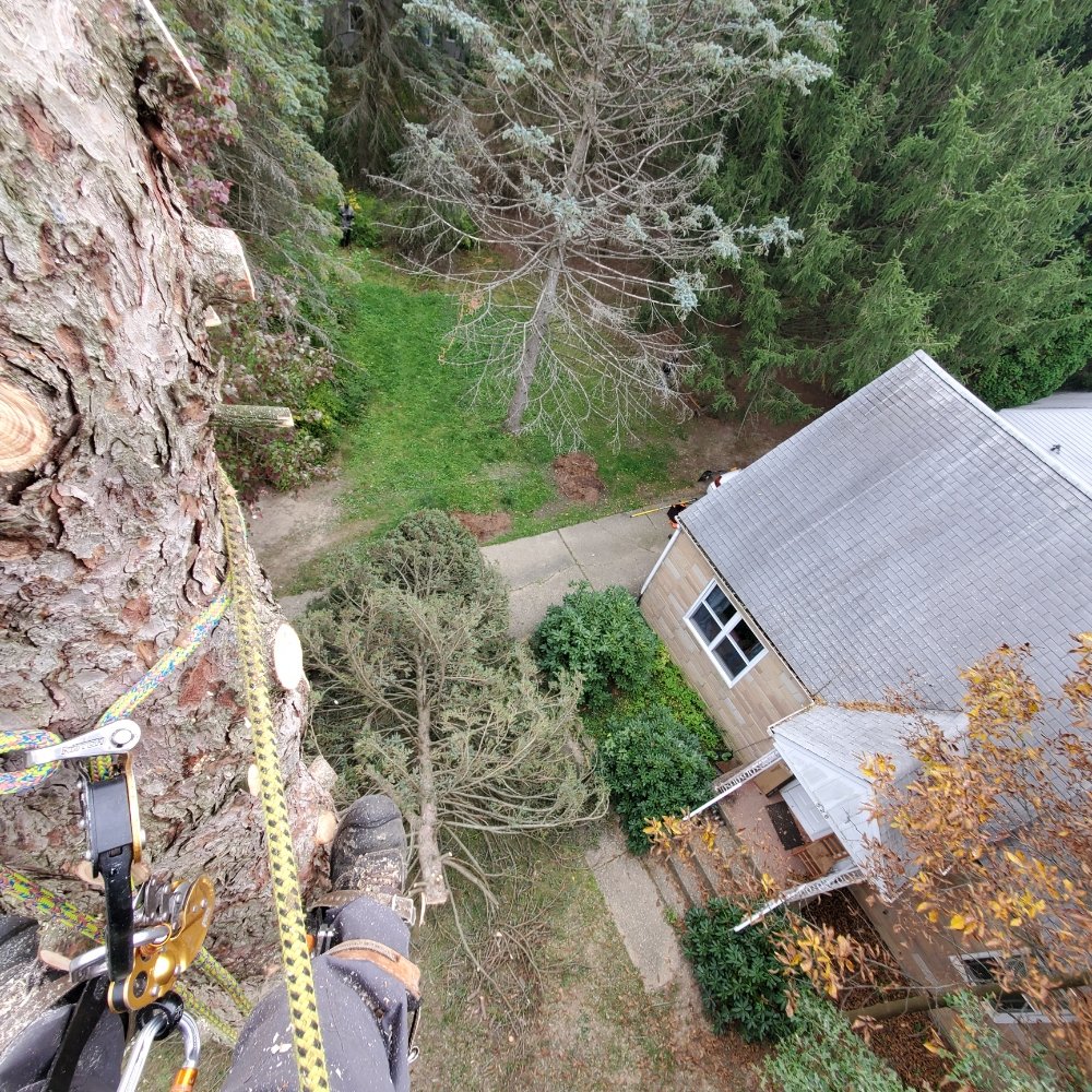 JASE’S TREE SERVICE - Updated October 2025 - 205 Ira Ave, Akron, Ohio ...