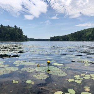 DOUGLAS STATE FOREST - 46 Photos & 19 Reviews - Hiking - 107 Wallum ...