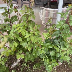 SNOWDEN LANDSCAPE - 25 Photos - 2340 E Postal Dr, Pahrump, Nevada ...