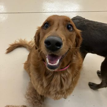 ALL TAILS R WAGGIN - Updated December 2025 - 148 Photos & 82 Reviews ...