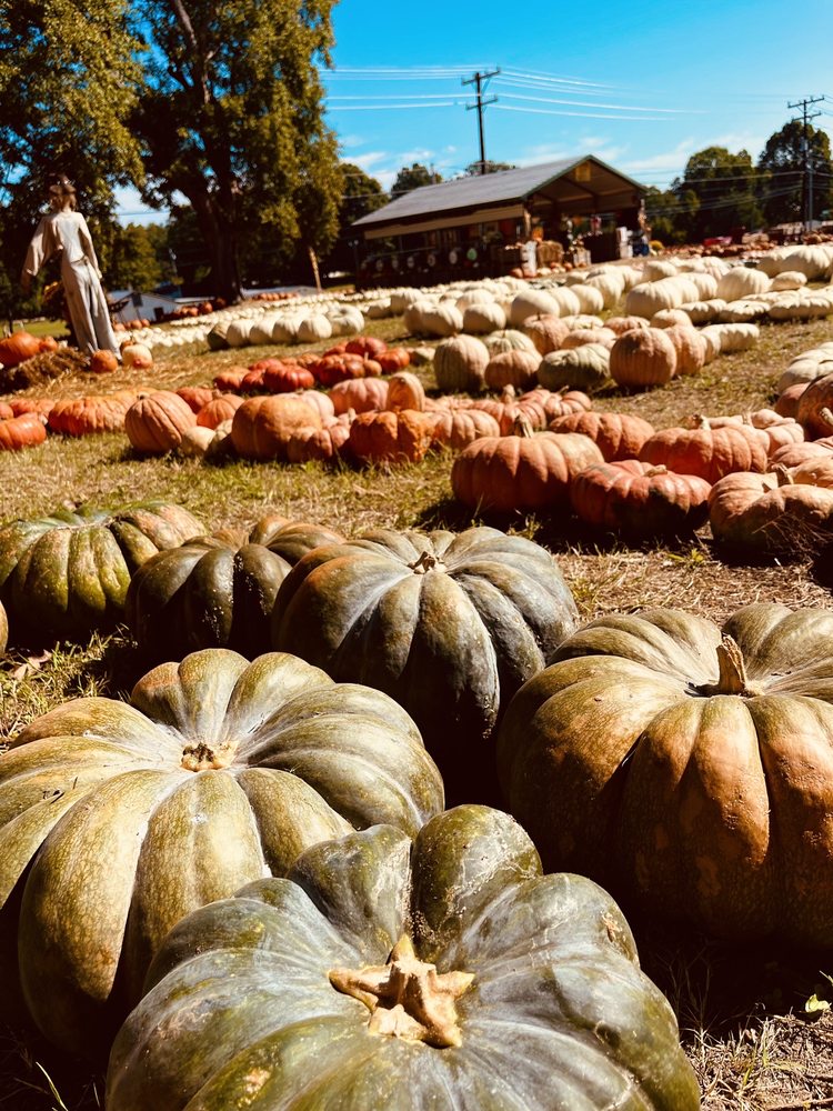 HAWK’S PUMPKIN PATCH - 21 Photos & 10 Reviews - 2558 W Clemmonsville Rd ...