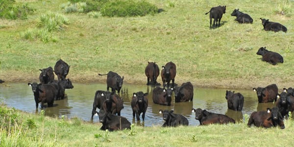 STOCKYARDS RANCH SUPPLY - 14 Photos - 6990 Vasquez Blvd, Commerce City ...