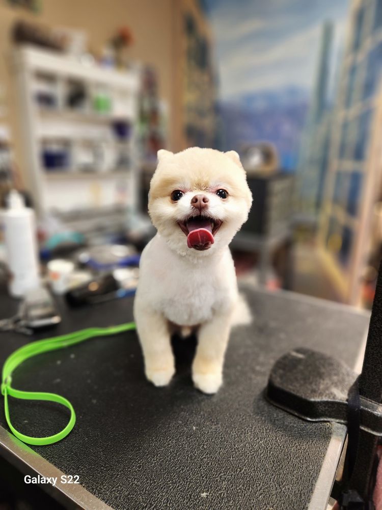 SWAGGER & STYLE PET GROOMING - Updated November 2025 - 71 Photos - 593 ...