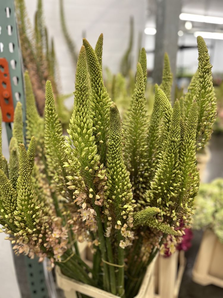 MAYESH WHOLESALE FLORIST - Updated July 2025 - 13 Photos - 1805 W Crest ...