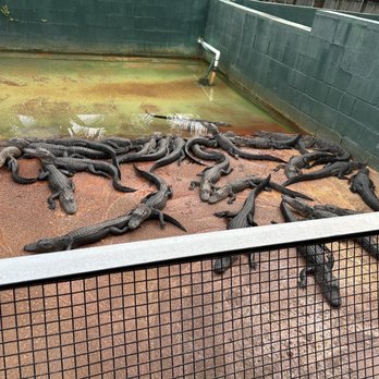 EVERGLADES ALLIGATOR FARM - 828 Photos & 288 Reviews - 40351 SW 192nd ...
