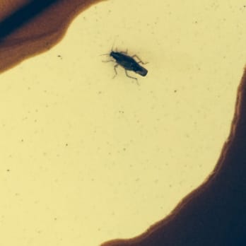 SHOU JAPANESE KITCHEN - Updated December 2025 - 39 Photos & 23 Reviews ...