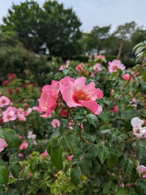 MAPLEWOOD ROSE GARDEN - Updated September 2025 - 109 Photos & 12 ...