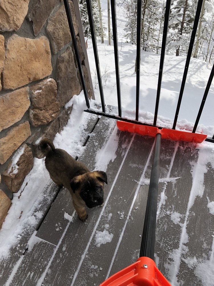 COLORADO PUPPY RESCUE - 17 Photos & 17 Reviews - Animal Shelters ...