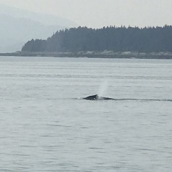 DOLPHIN JET BOAT TOURS - Updated April 2024 - 41 Photos & 81 Reviews ...