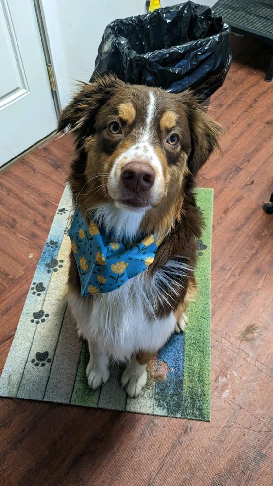 DUSTY DOGS & COOL CATS PET SALON - 26 Photos - 1635 W Topeka Dr ...