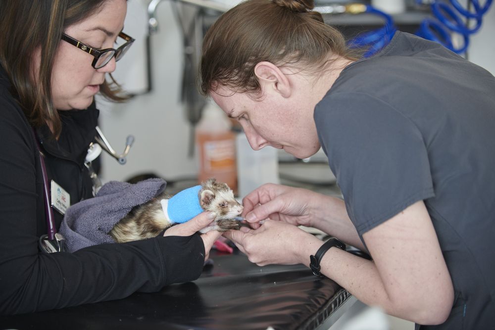 NORTH SPRINGS VETERINARY REFERRAL CENTER - Updated September 2025 - 18 ...