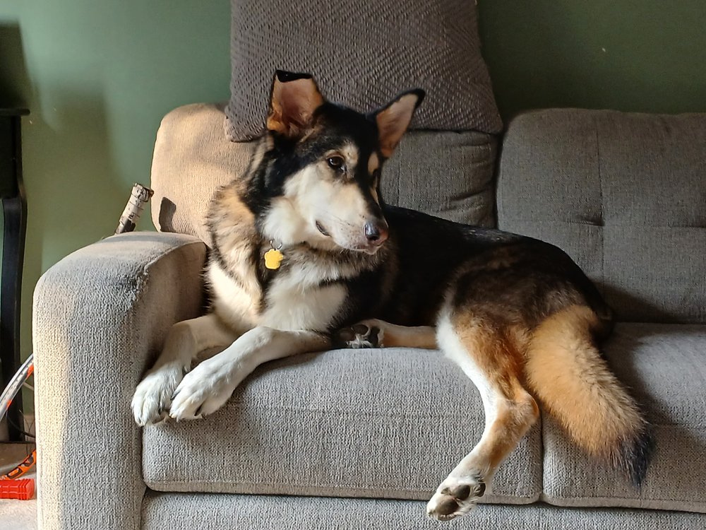 MONTGOMERY COUNTY SPCA - Updated December 2025 - 14 Reviews - 1059 ...