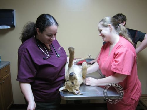 WESTMONTE ANIMAL CLINIC - Updated January 2026 - 30 Photos & 32 Reviews ...