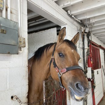 MEMORY LANE STABLES - Updated December 2025 - 168 Photos & 123 Reviews ...