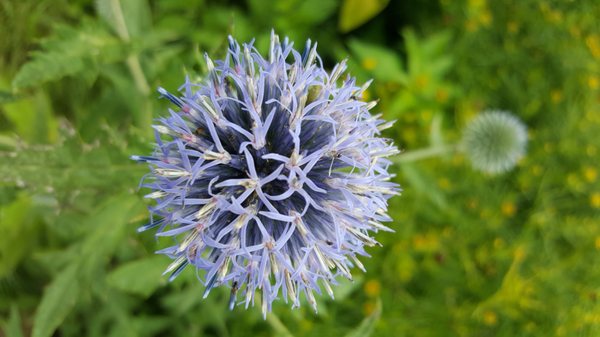 CEDAR VALLEY ARBORETUM & BOTANIC GARDENS - Updated June 2025 - 38 ...