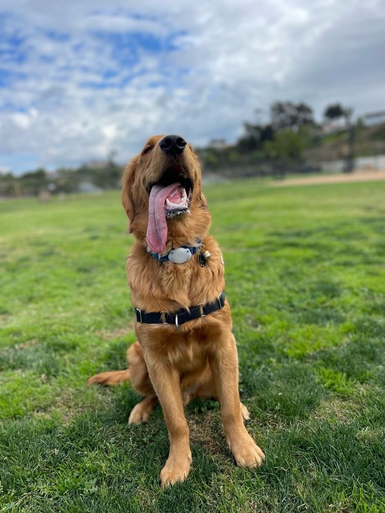 DOGS ON THE RUN - Updated January 2025 - 34 Photos - Portland, Oregon ...