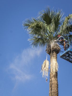 TREE PROS - Updated October 2025 - 52 Photos & 226 Reviews - 2836 W ...