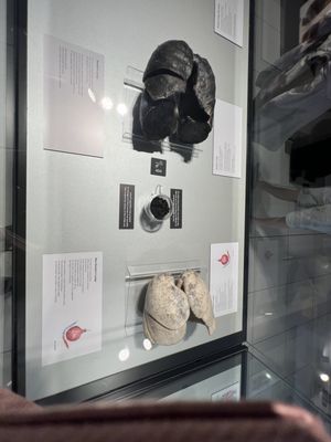 BODY WORLDS EXHIBIT - Updated September 2025 - 71 Photos - 343 Newbury ...