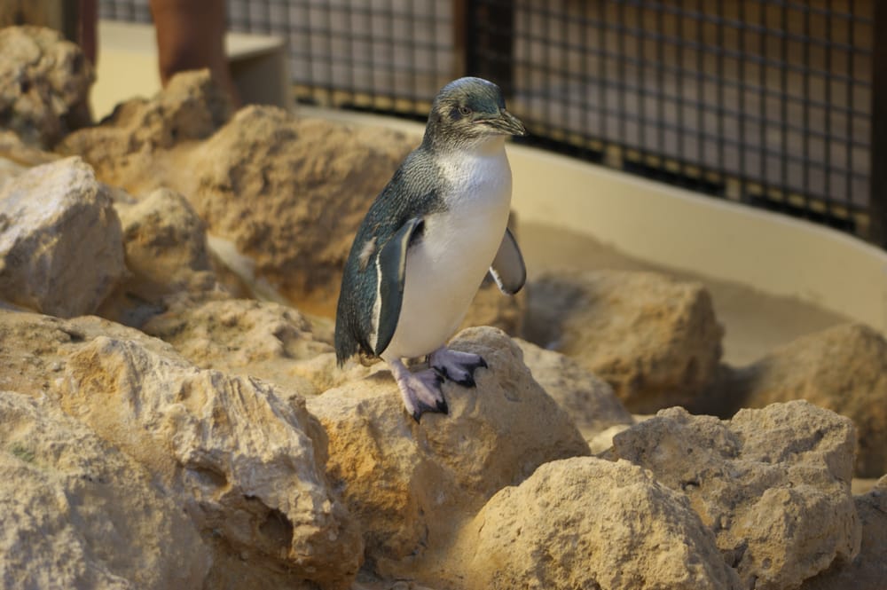 PENGUIN ISLAND - Updated July 2024 - 16 Photos - Penguin Island ...