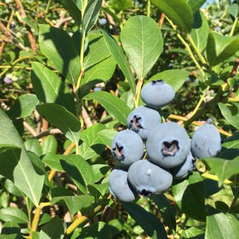 BYBEE FARMS - Updated August 2025 - 51 Photos & 27 Reviews - 42930 SE ...