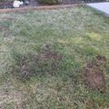 THE GOPHER GUY - 11 Reviews - Pest Control - Moss Beach, CA - Phone ...