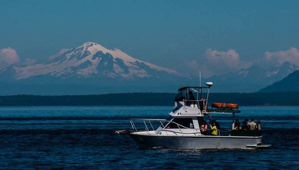 SEATTLE ORCA WHALE WATCHING - Updated December 2025 - 10 Photos - 950 ...