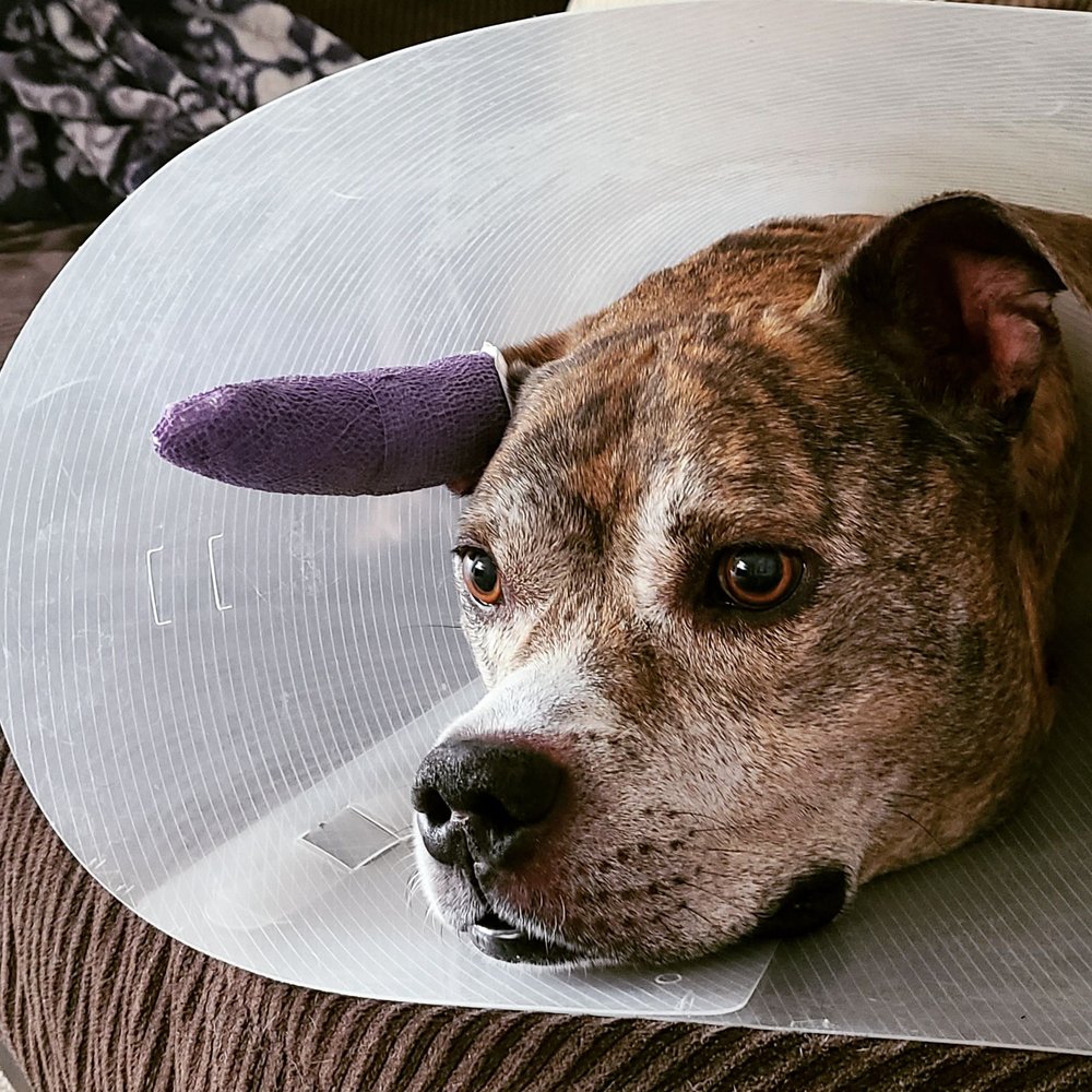 A ACACIA ANIMAL HOSPITAL - 28 Photos & 110 Reviews - 9455 Moody St ...