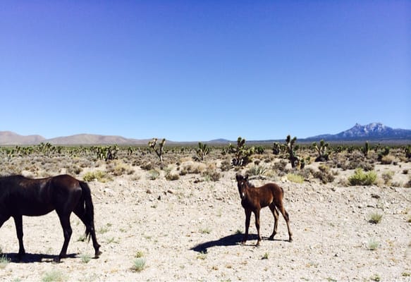 BONANZA TRAIL - Updated July 2025 - 78 Photos - Cold Creek Rd, Las ...
