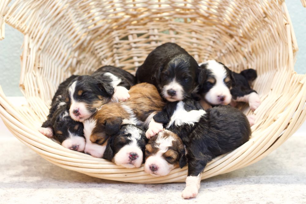 ISLAND GROVE KENNELS - Updated June 2024 - 12542 N 300th St, Wheeler ...