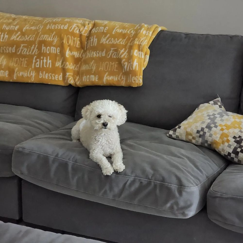 WATCHING TAILS - Updated August 2024 - Request Information - 15 Photos ...