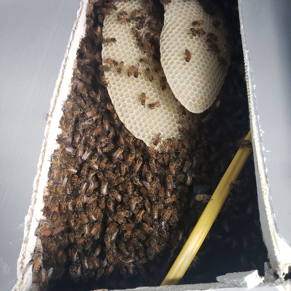 AMIGOS BEES - Request a Quote - 11 Photos - Apple Valley, California ...