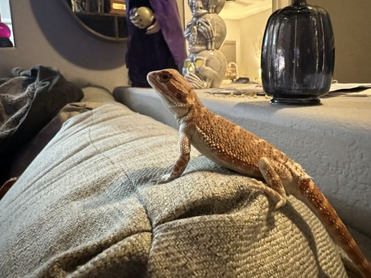 PREDATOR’S REPTILE CENTER - Updated October 2025 - 74 Photos & 147 ...