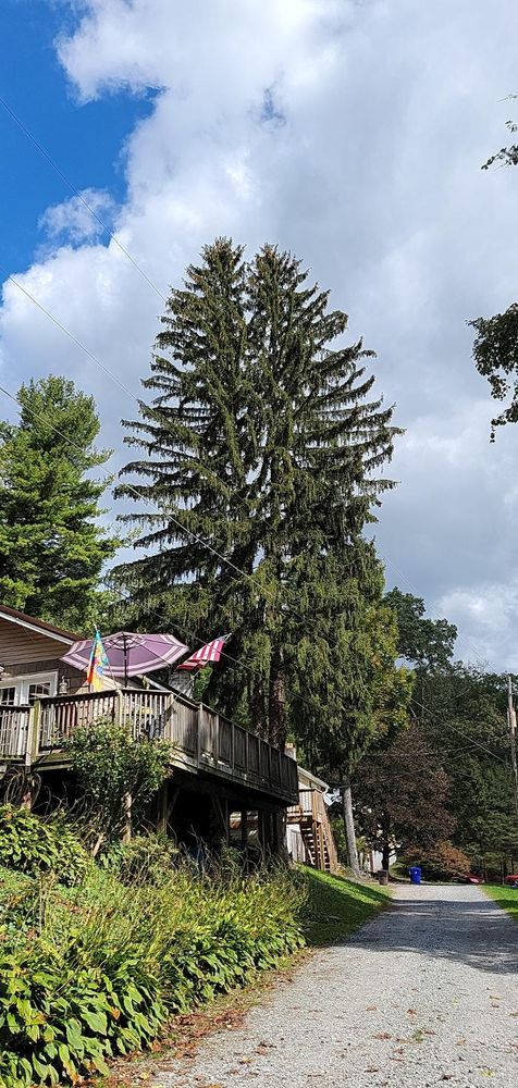 HESS’S TREE SERVICES - Updated July 2025 - 12 Photos - Chambersburg ...