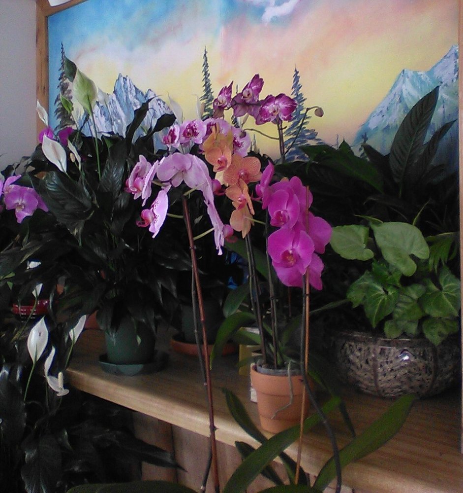 COLONIAL FLORIST - Updated September 2024 - 53 Photos & 77 Reviews ...