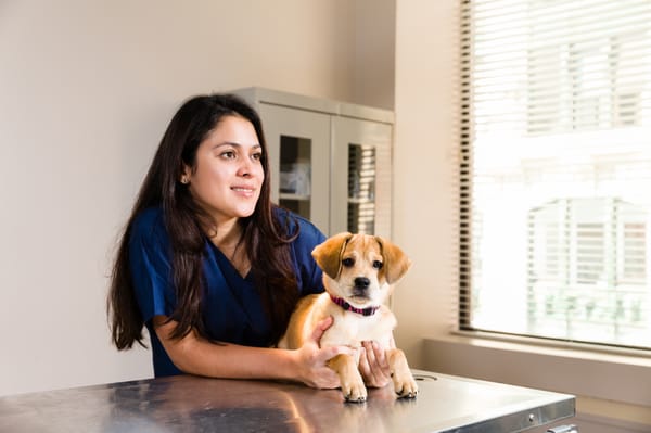 VET TECH INSTITUTE - Updated December 2025 - 125 7th St, Pittsburgh ...