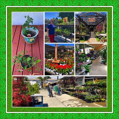 ENCINAL NURSERY - Updated May 2024 - 306 Photos & 187 Reviews - 2057 ...