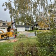 CAL TREE CARE - 58 Photos & 158 Reviews - Hayward, CA - Yelp