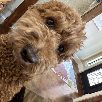 SNICKERSDOODLES - Updated October 2025 - 69 Photos & 37 Reviews - Weir ...