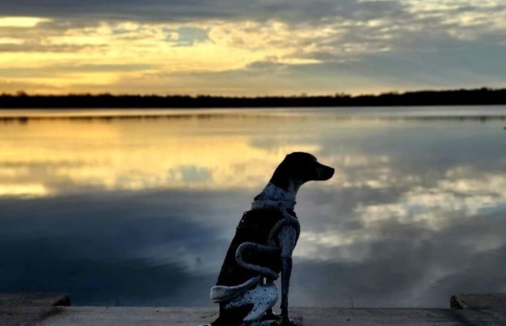LAKE HARRIET VETERINARY - Updated April 2026 - 60 Reviews - 4249 Bryant ...