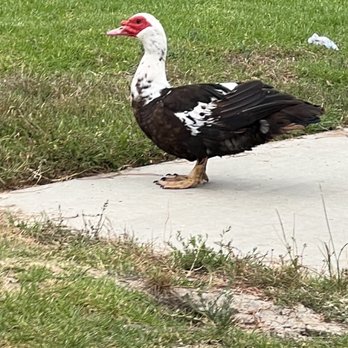 EARVIN MAGIC JOHNSON PARK - Updated December 2025 - 79 Photos & 37 ...