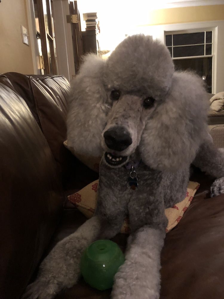 LEE ROAD DOG GROOMING - Updated November 2025 - 14 Reviews - 2246 Lee ...