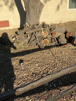 SAM THE TREE GUY - Updated September 2025 - 24 Photos & 21 Reviews ...