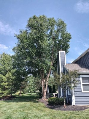 THE 1 TREE SERVICE - Updated October 2025 - 35 Photos - 2610 Ferris Rd ...