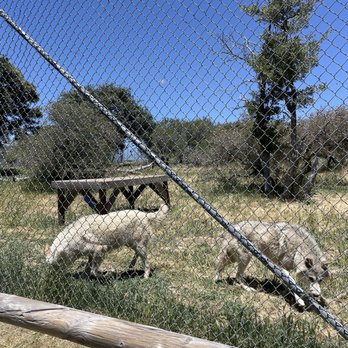 CALIFORNIA WOLF CENTER - Updated June 2025 - 279 Photos & 154 Reviews ...