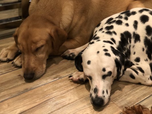 BARKIN’ BLENDS DOG CAFE - Updated October 2025 - 28 Photos - 91 Rosa ...