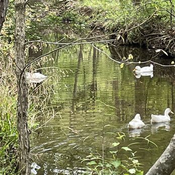 THE BOG GARDEN - Updated December 2025 - 153 Photos & 43 Reviews - 1101 ...