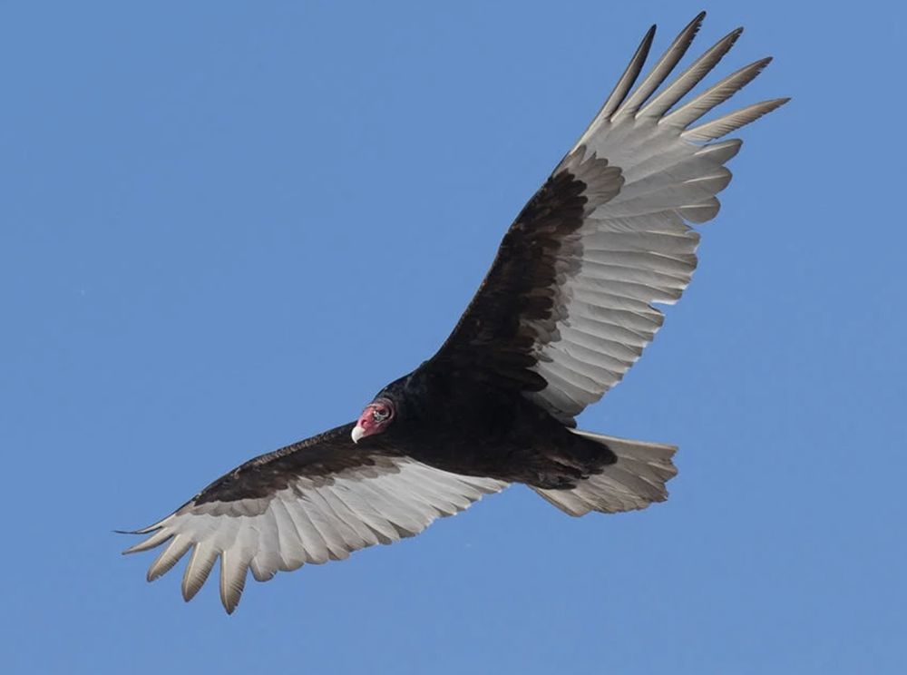 VULTURE SOLUTIONS - Updated March 2024 - 301 Main St, Baton Rouge ...