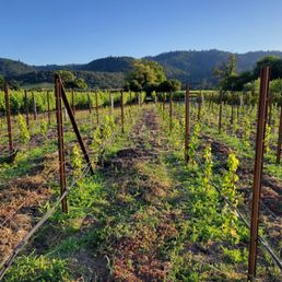 BRIX - Updated March 2025 - 2817 Photos & 1702 Reviews - 7377 St Helena ...